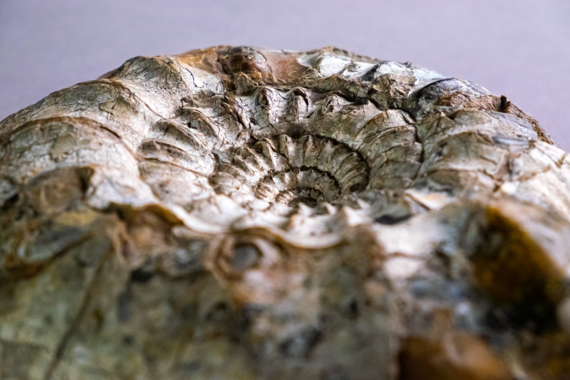 A Rasenia sp Ammonite - Discover Bucks