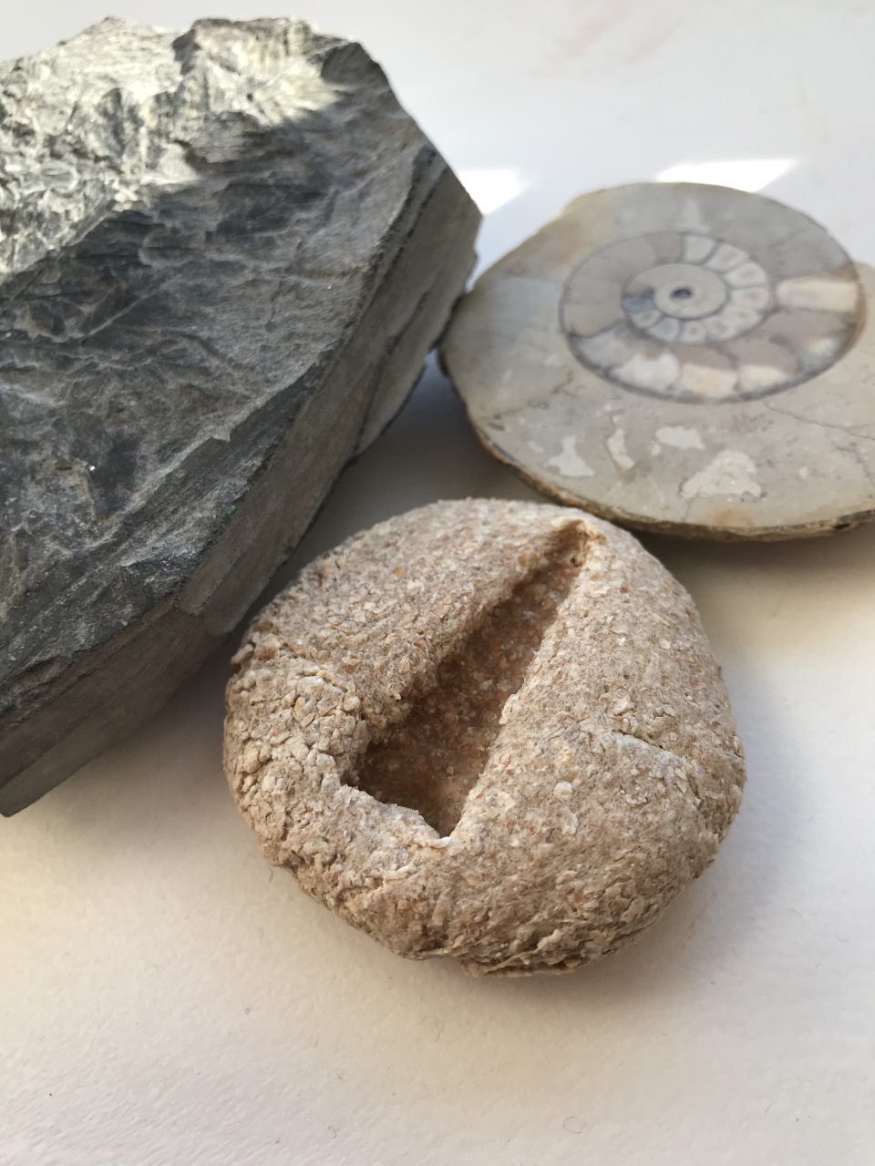 Salt Dough Fossils - Discover Bucks