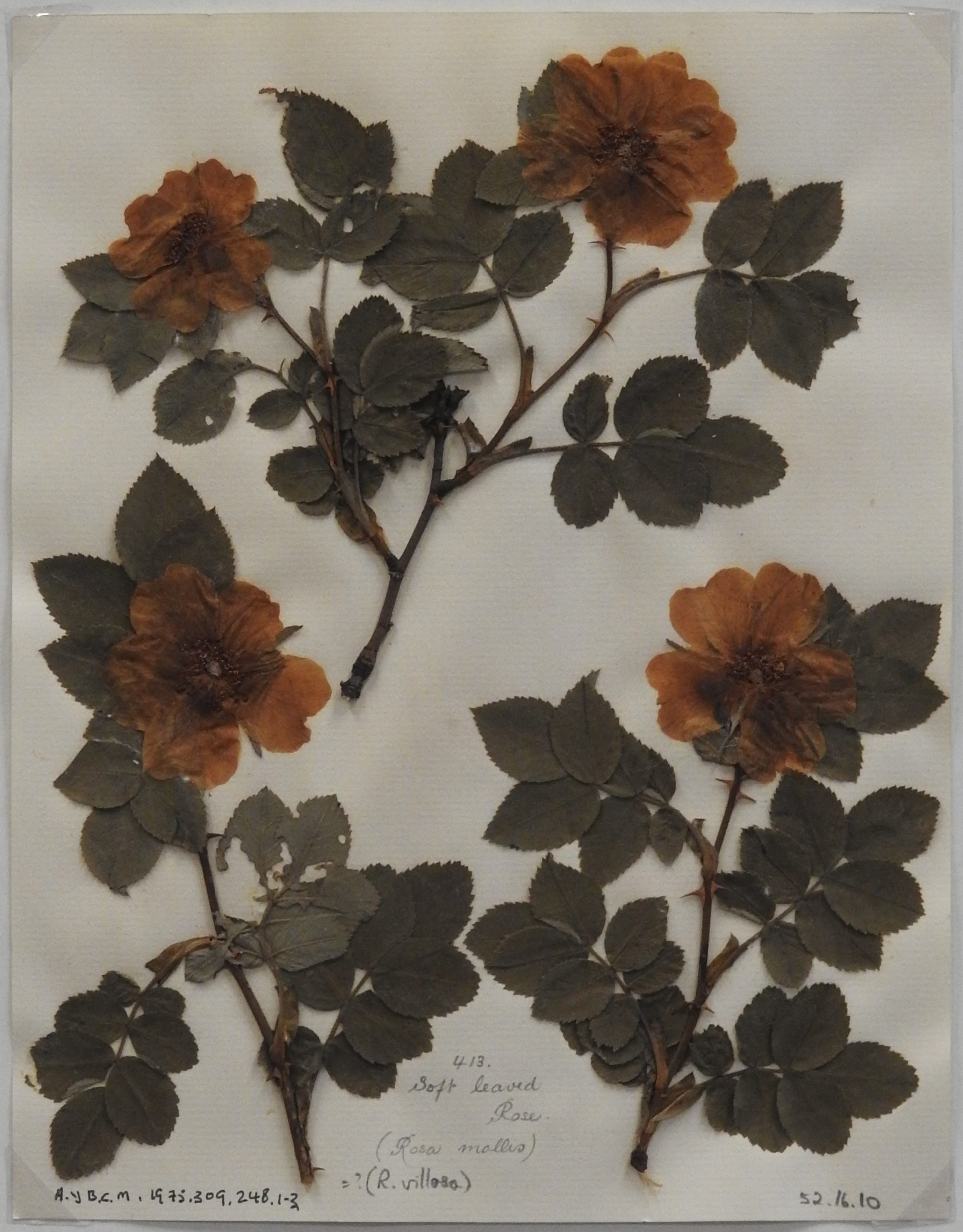 Keepers' Corner – Wild roses, the root of true love - Discover Bucks