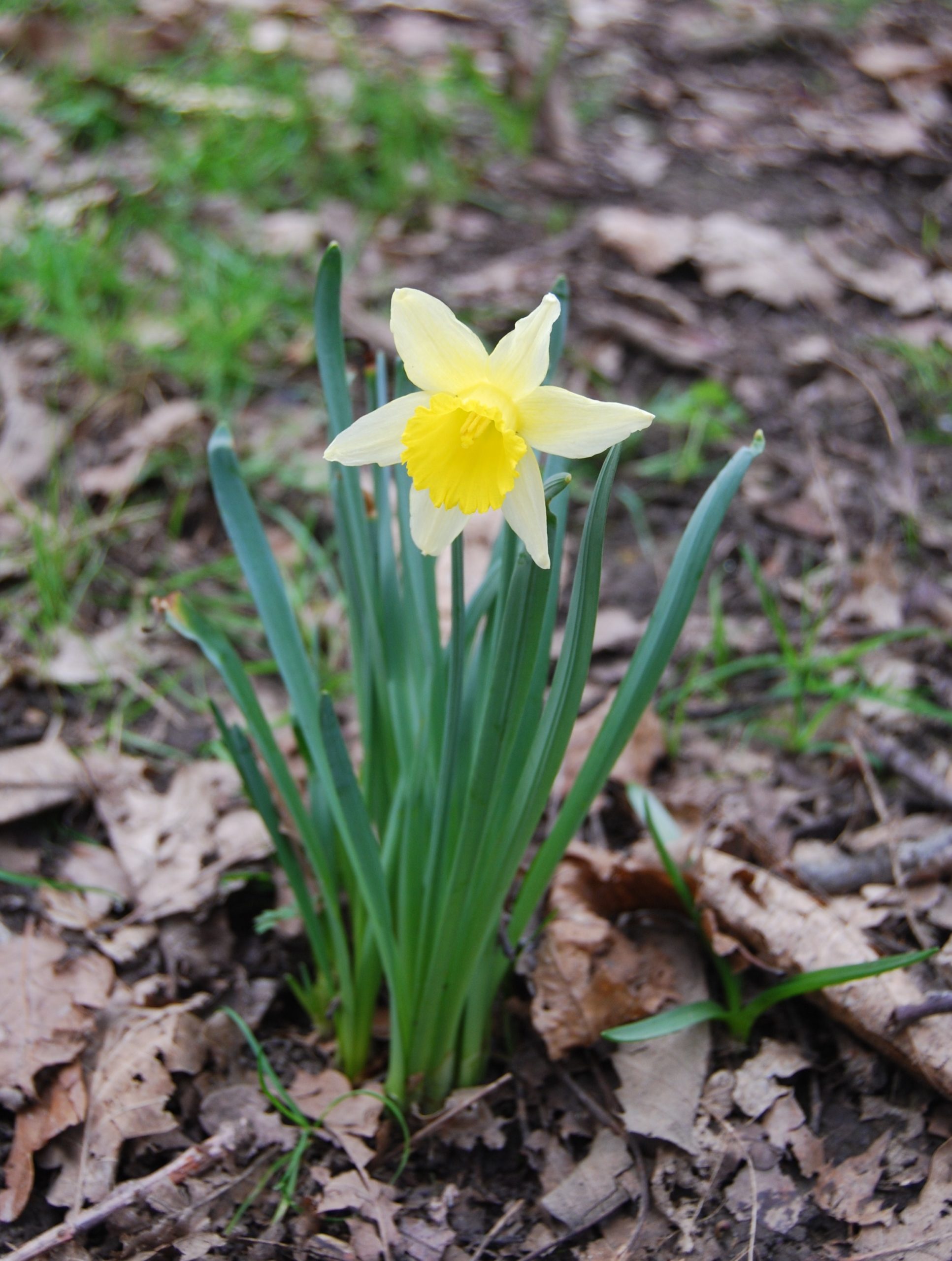 Keepers' Corner - In search of the wild daffodil - Discover Bucks