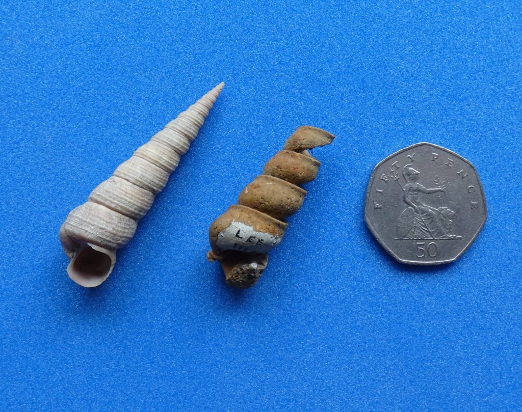 Keepers' Corner - Seashells - Discover Bucks