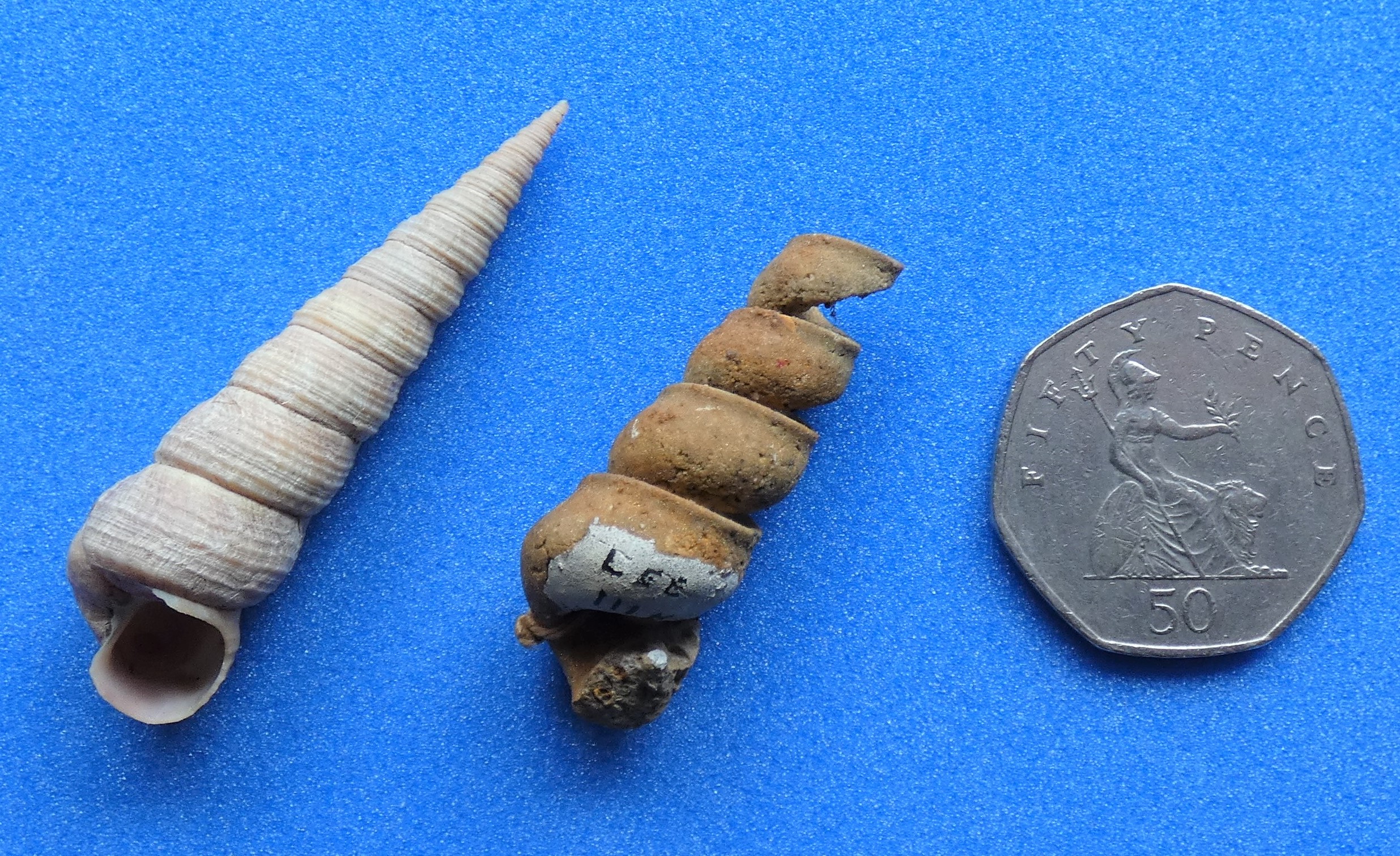 Keepers' Corner - Seashells - Discover Bucks