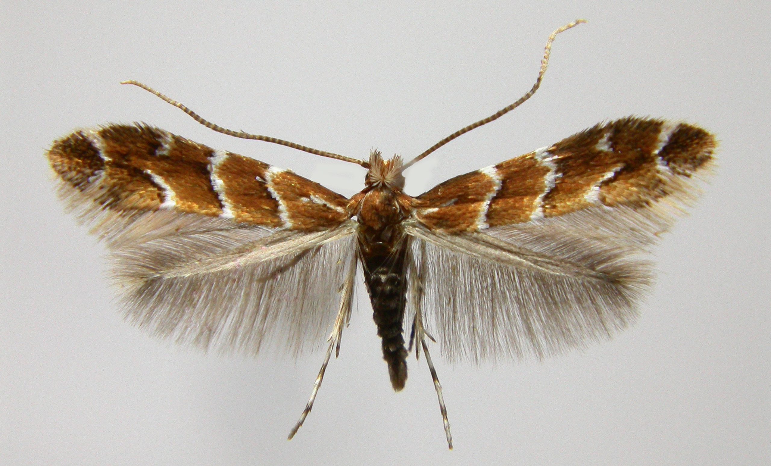 Keepers' Corner - The Horse Chestnut Tree - Discover Bucks