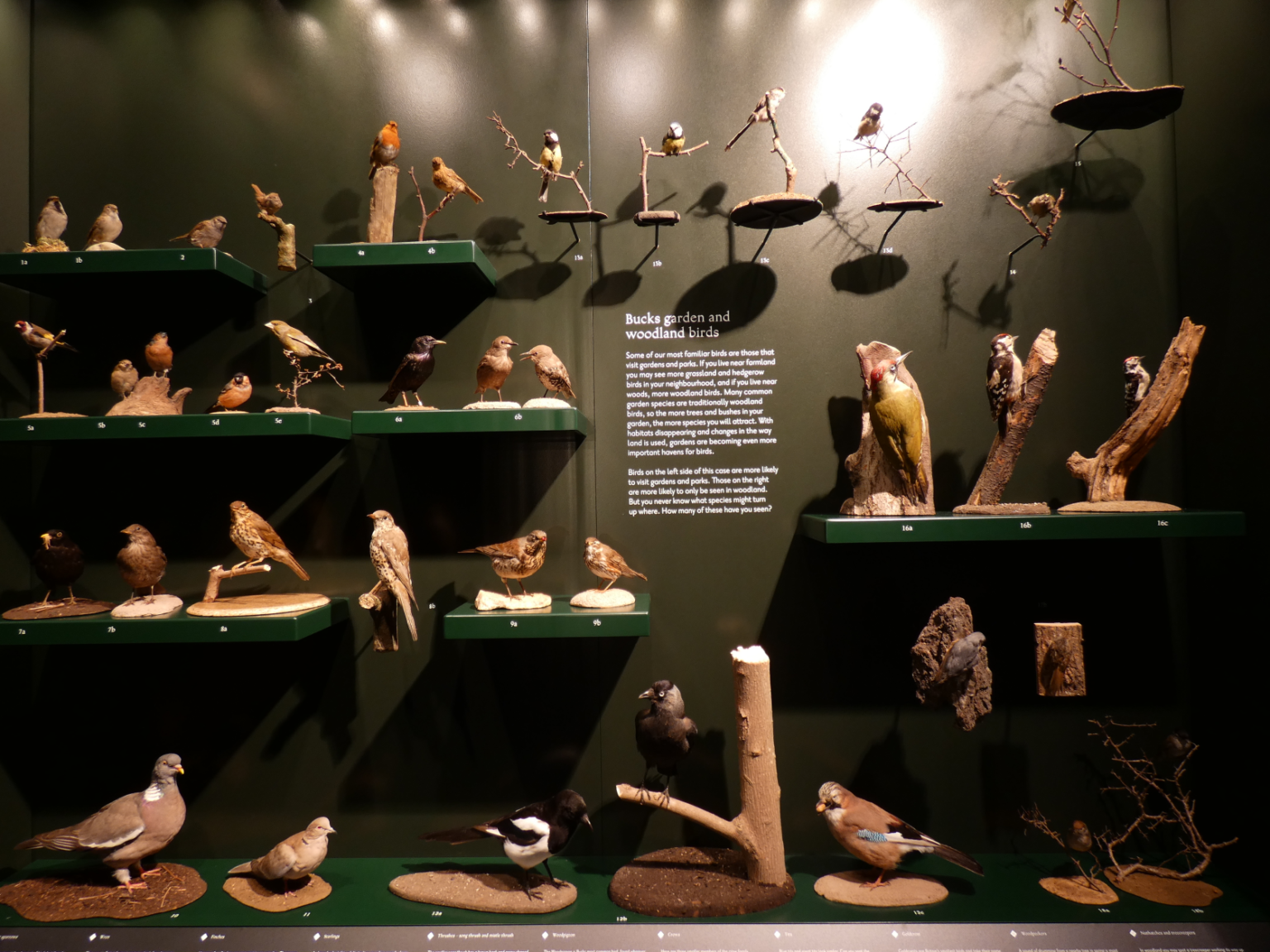 Keepers' Corner - Museum bird collection - Discover Bucks